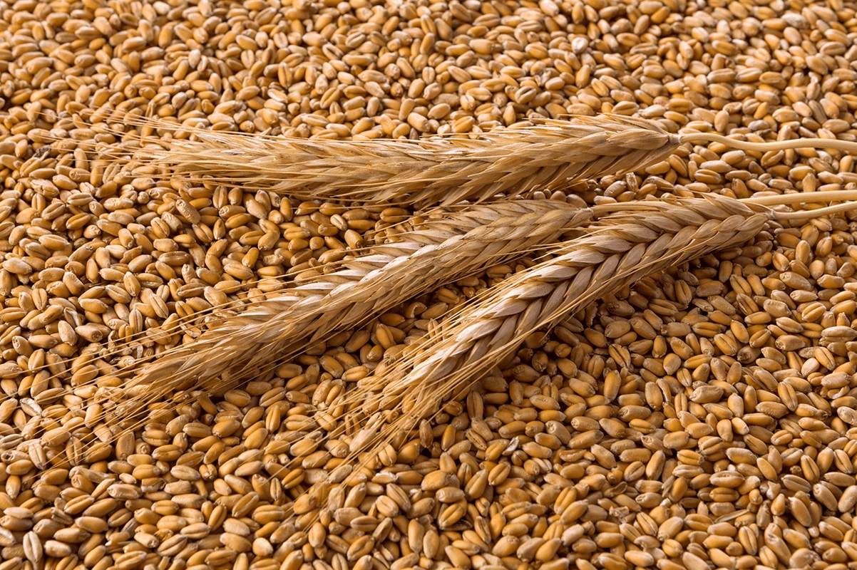 Búzát, békességet?