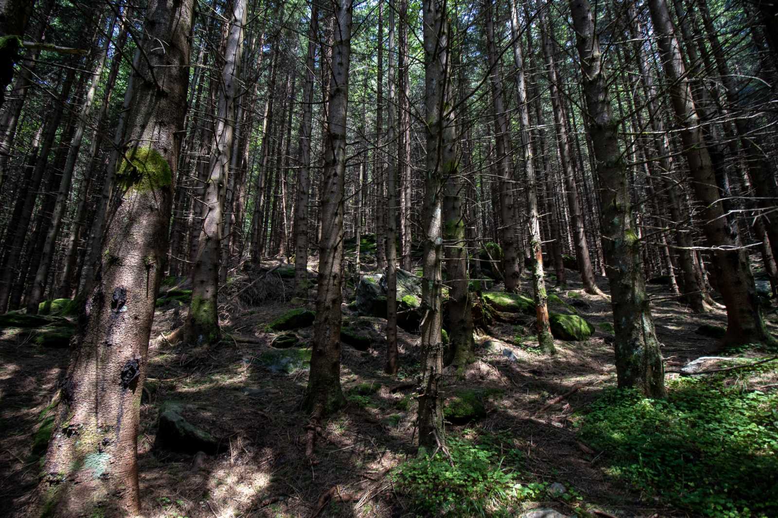 A Transzfogarason jártunk, egy medvét sem láttunk