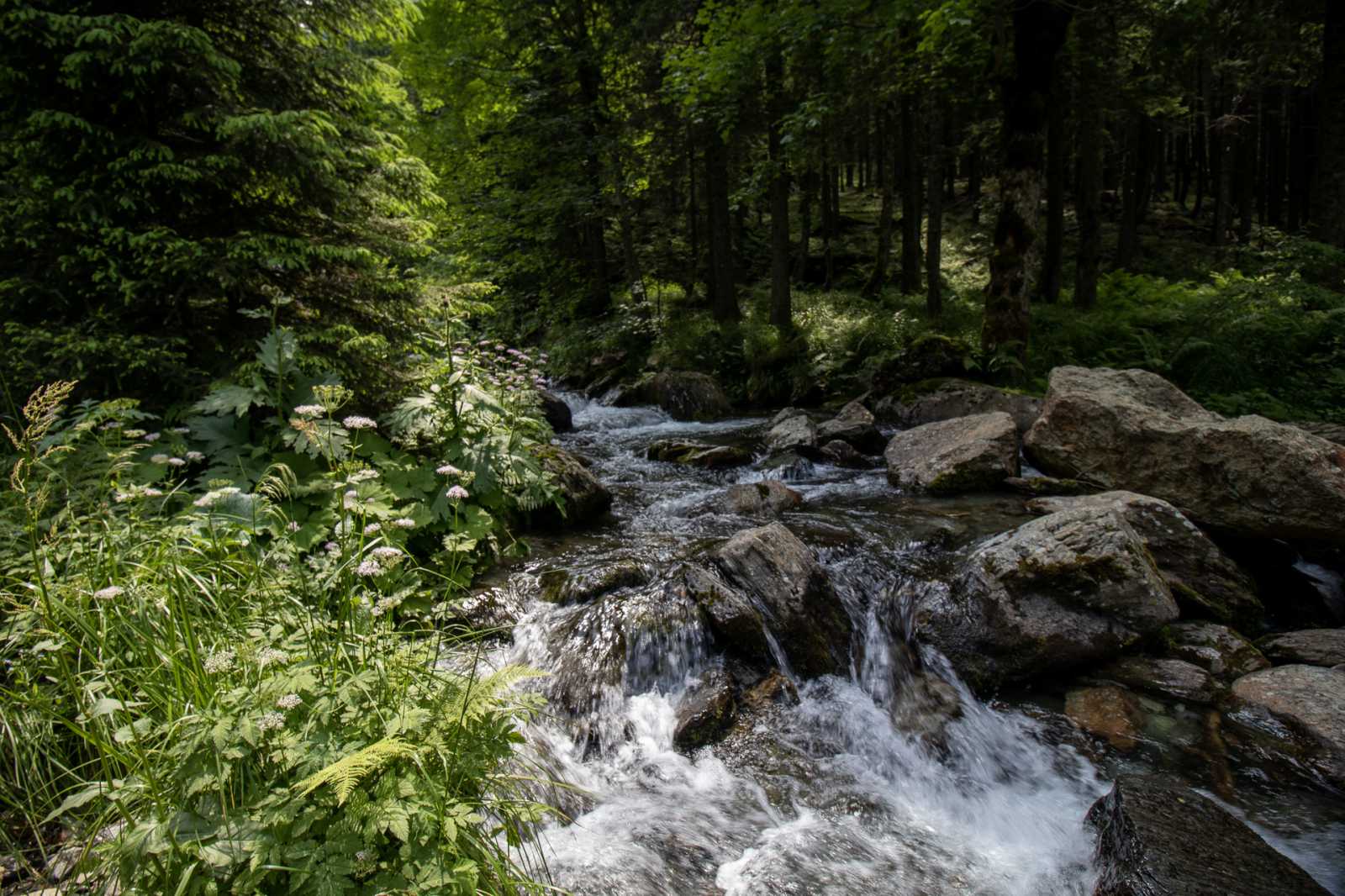A Transzfogarason jártunk, egy medvét sem láttunk